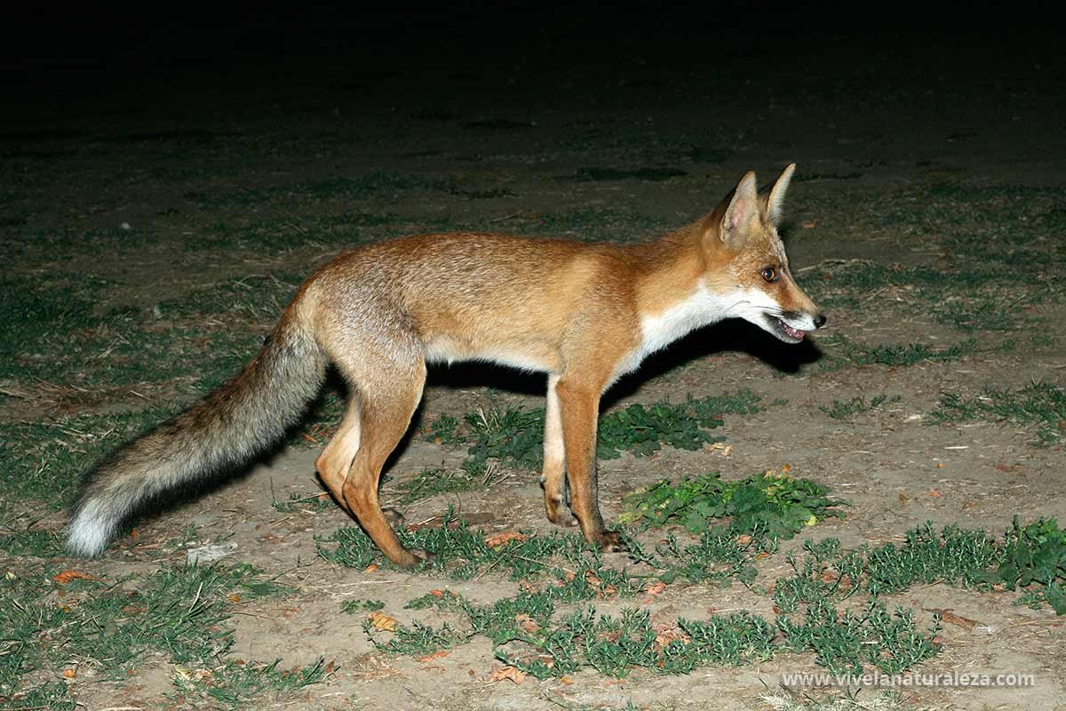 Zorro rojo o zorro común – Vulpes vulpes - Vive la Naturaleza