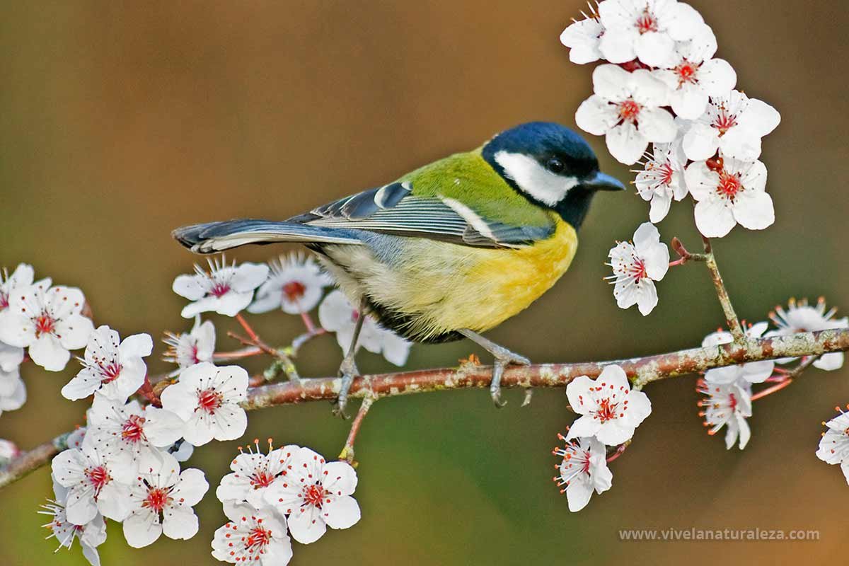 Carbonero común - Parus major - Vive la Naturaleza