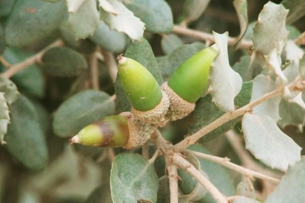 Los secretos de la Encina - Quercus ilex - Vive la Naturaleza