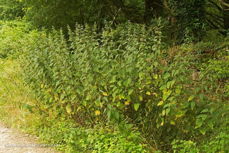 Las virtudes de la Ortiga mayor - Urtica dioica - Vive la Naturaleza