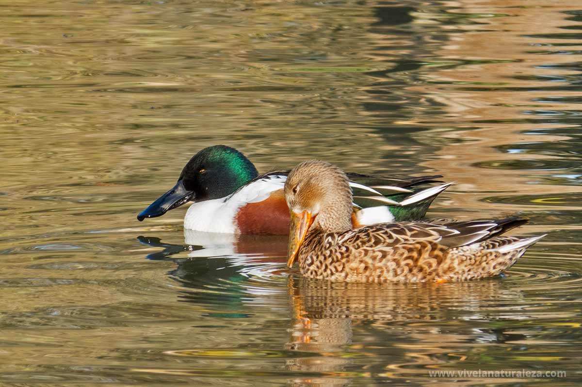 Cuchara común o Pato cuchara - Anas clypeata - Vive la Naturaleza