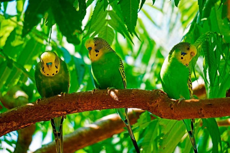 Periquito australiano - Melopsittacus undulatus - Vive la Naturaleza