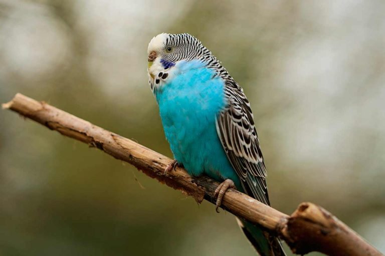 Periquito australiano - Melopsittacus undulatus - Vive la Naturaleza