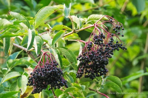 🥇 Sauco - Sambucus nigra : Árbol lleno de propiedades