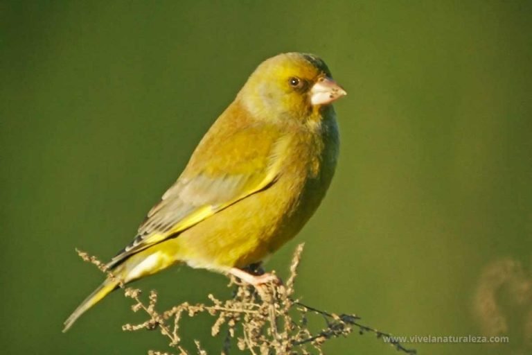 Vencejo común - Apus apus: una ave espectacular - Vive la Naturaleza