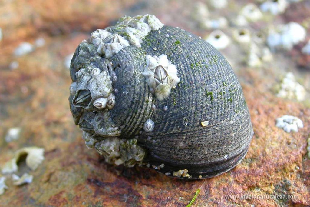 Mejillón - Mytilus edulis - Vive la Naturaleza