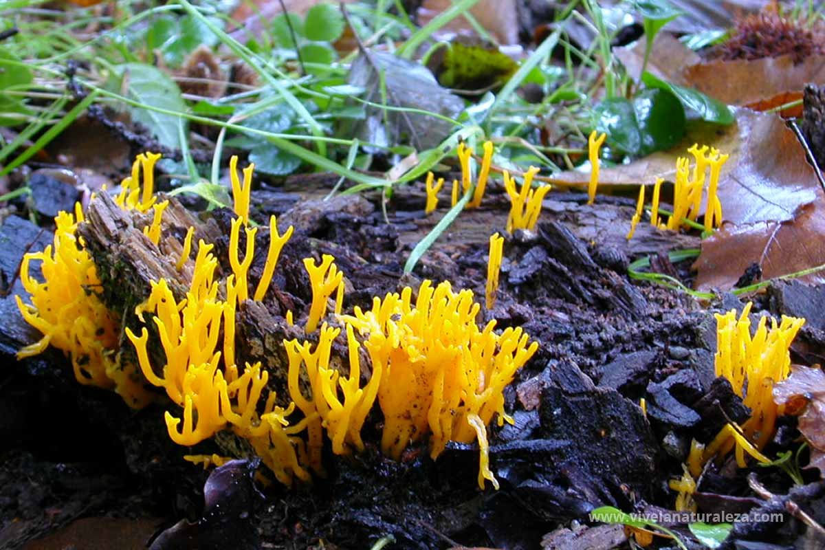 Calocera viscosa - Vive la Naturaleza
