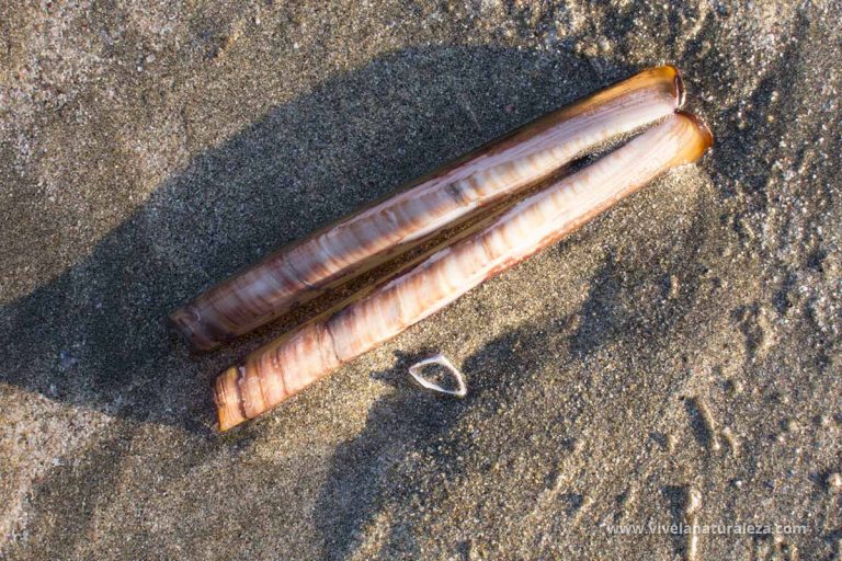 Longueirón o navaja rugosa - Solen marginatus - Vive la Naturaleza