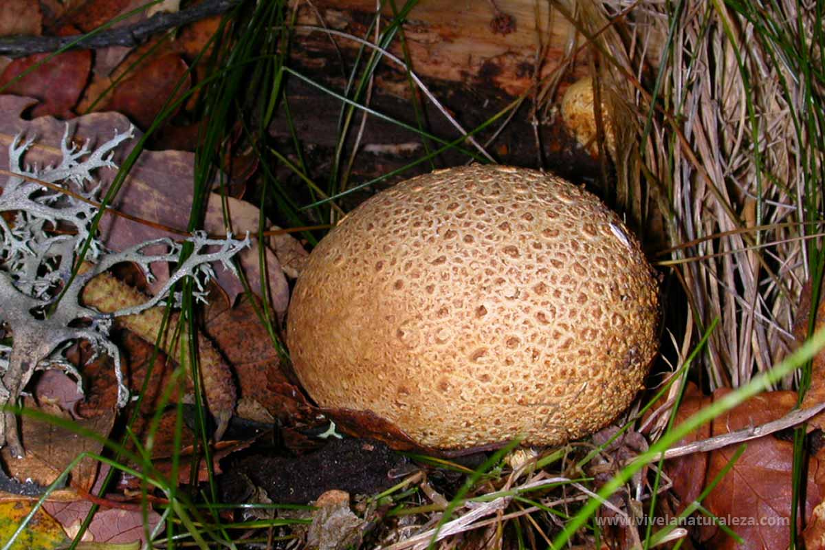 Scleroderma citrinum - Escleroderma amarillo - Vive la Naturaleza